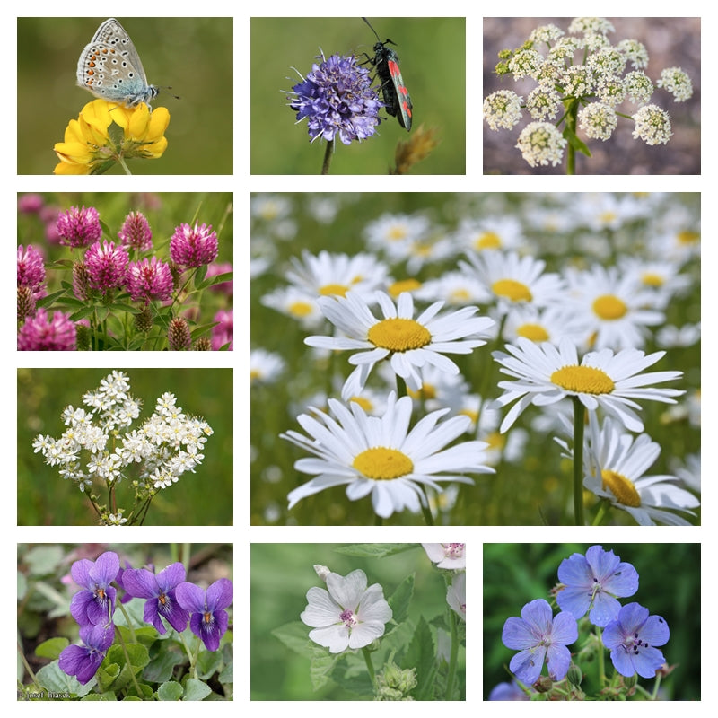 RP Seeds: British Native Wildflower & Grasses Seeds - over 90 species!