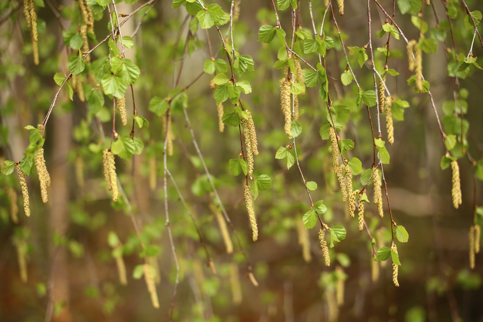 RP Seeds: Betula pendula (Silver Birch) 50 seeds