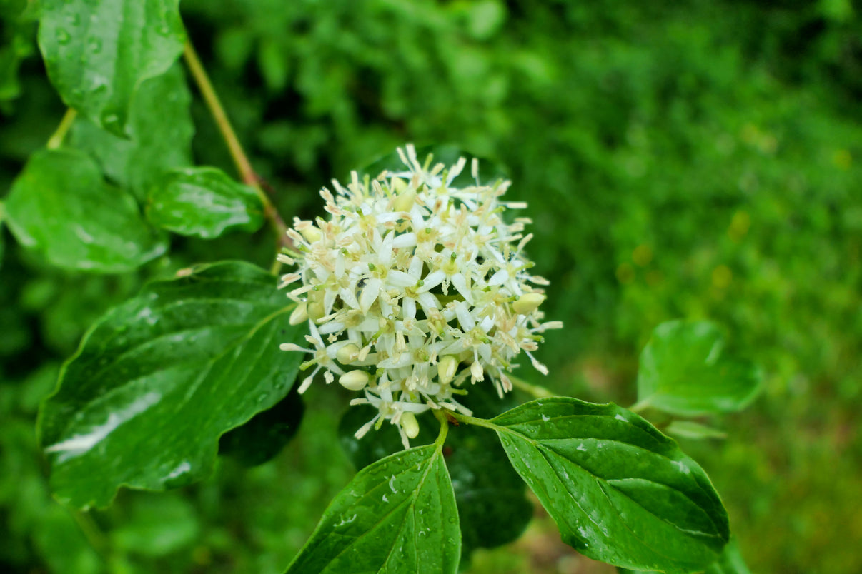 RP Seeds : Cornus sanguinea (Common Dogwood) 20 seeds
