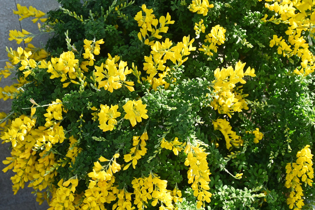 RP Seeds: Cytisus scoparius (Scotch Broom) 30 seeds