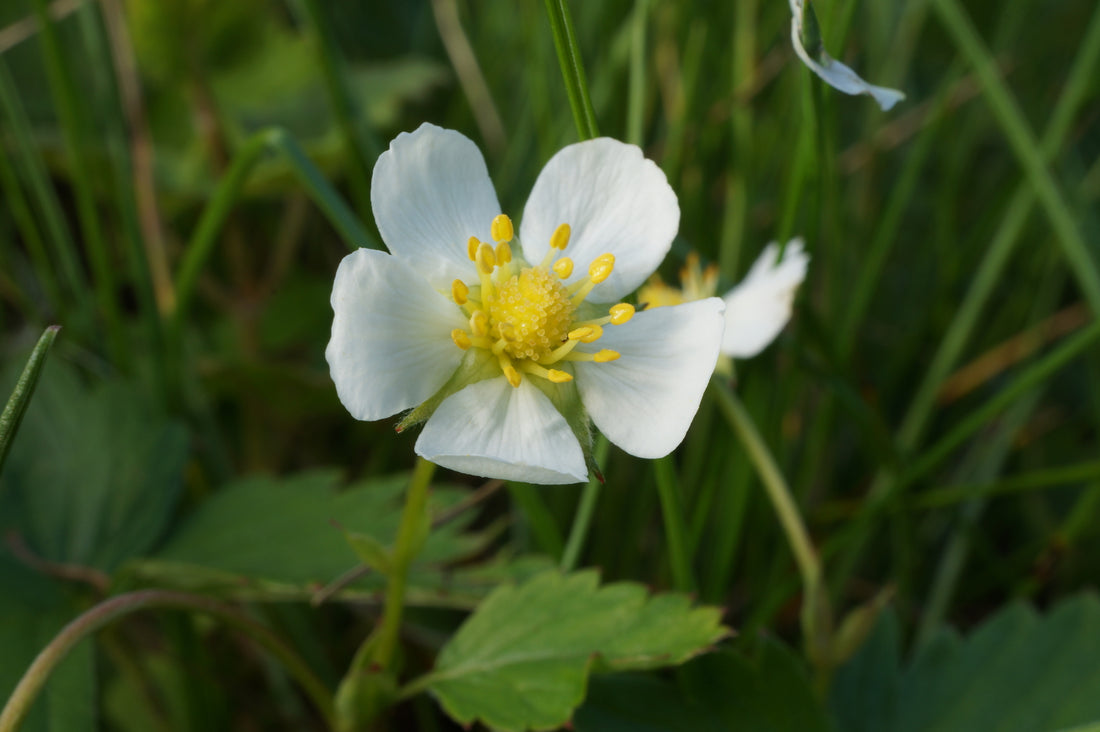 RP Seeds : Fragaria vesca (Wild Strawberry) 50 seeds