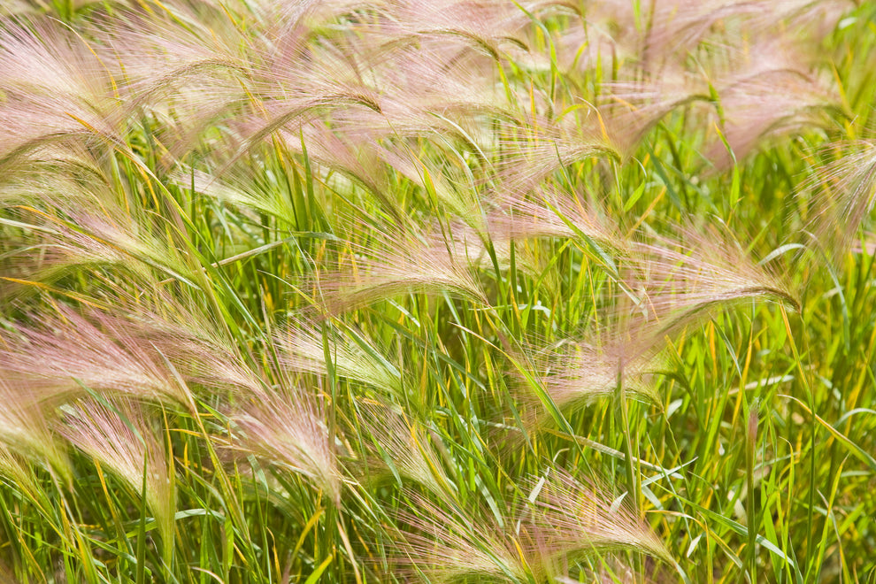 RP Seeds : Hordeum jubatum (Squirrel Tail Grass/Foxtail Barley) seeds