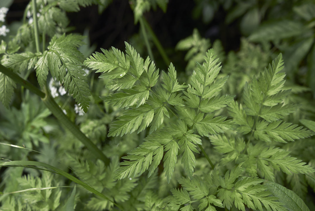 RP Seeds : Myrrhis odorata (Sweet Cicely) 15 seeds