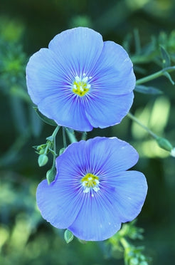 RP Seeds: Linum perenne (Blue Flax) 40 seeds