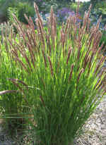 RP Seeds : Melica transsilvanica Red Spire 25 seeds