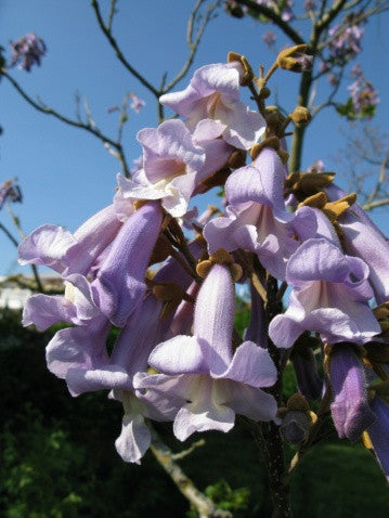 Paulownia tomentosa [syn. imperalis] (Foxglove/Princess Tree) 50 seeds ...