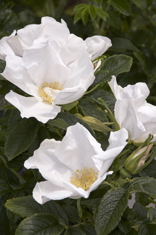 Rosa rugosa alba (Ramaras Rose) 50 seeds – RP Seeds