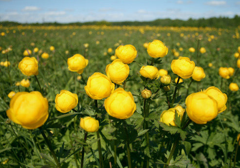 RP Seeds : Trollius europaeus (Globe Flower) 25 seeds